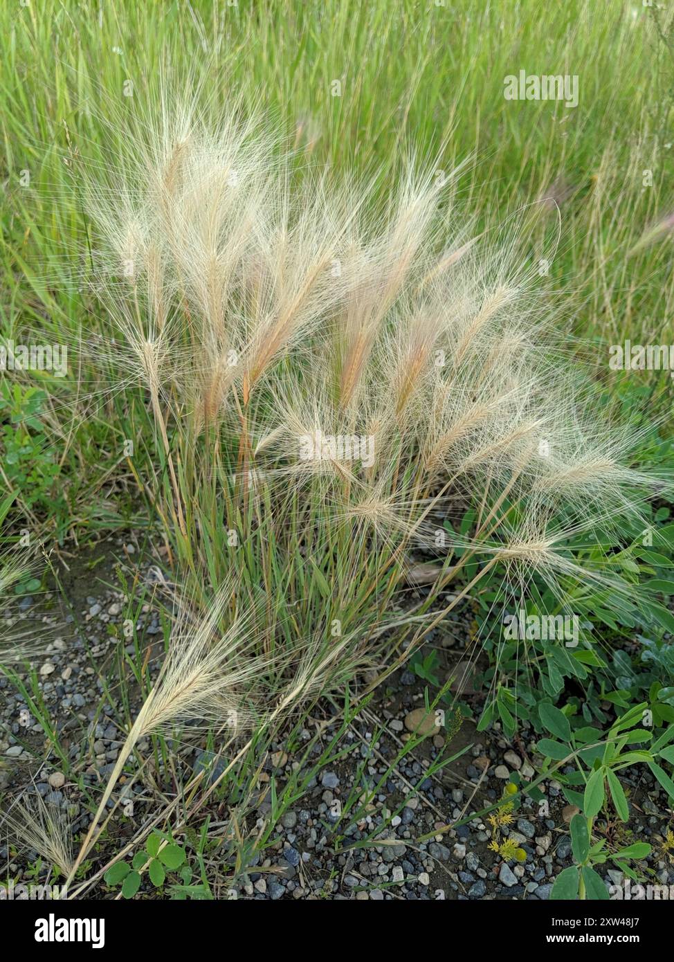 Foxtail Barley (Hordeum jubatum) Plantae Stock Photo - Alamy