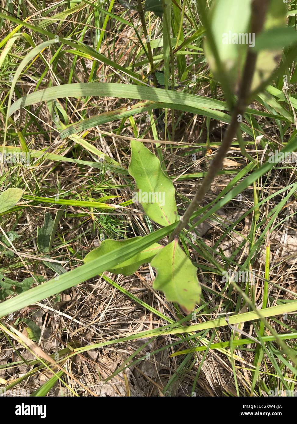green comet milkweed (Asclepias viridiflora) Plantae Stock Photo - Alamy