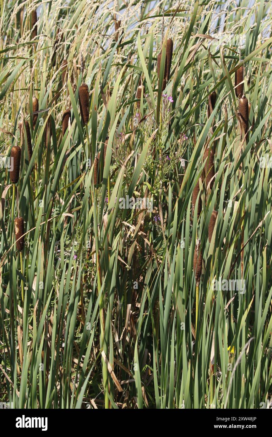 broadleaf cattail (Typha latifolia) Plantae Stock Photo - Alamy