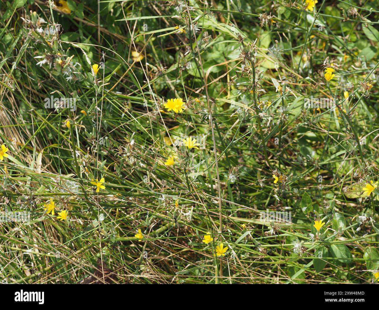 Rush Skeletonweed (Chondrilla juncea) Plantae Stock Photo - Alamy
