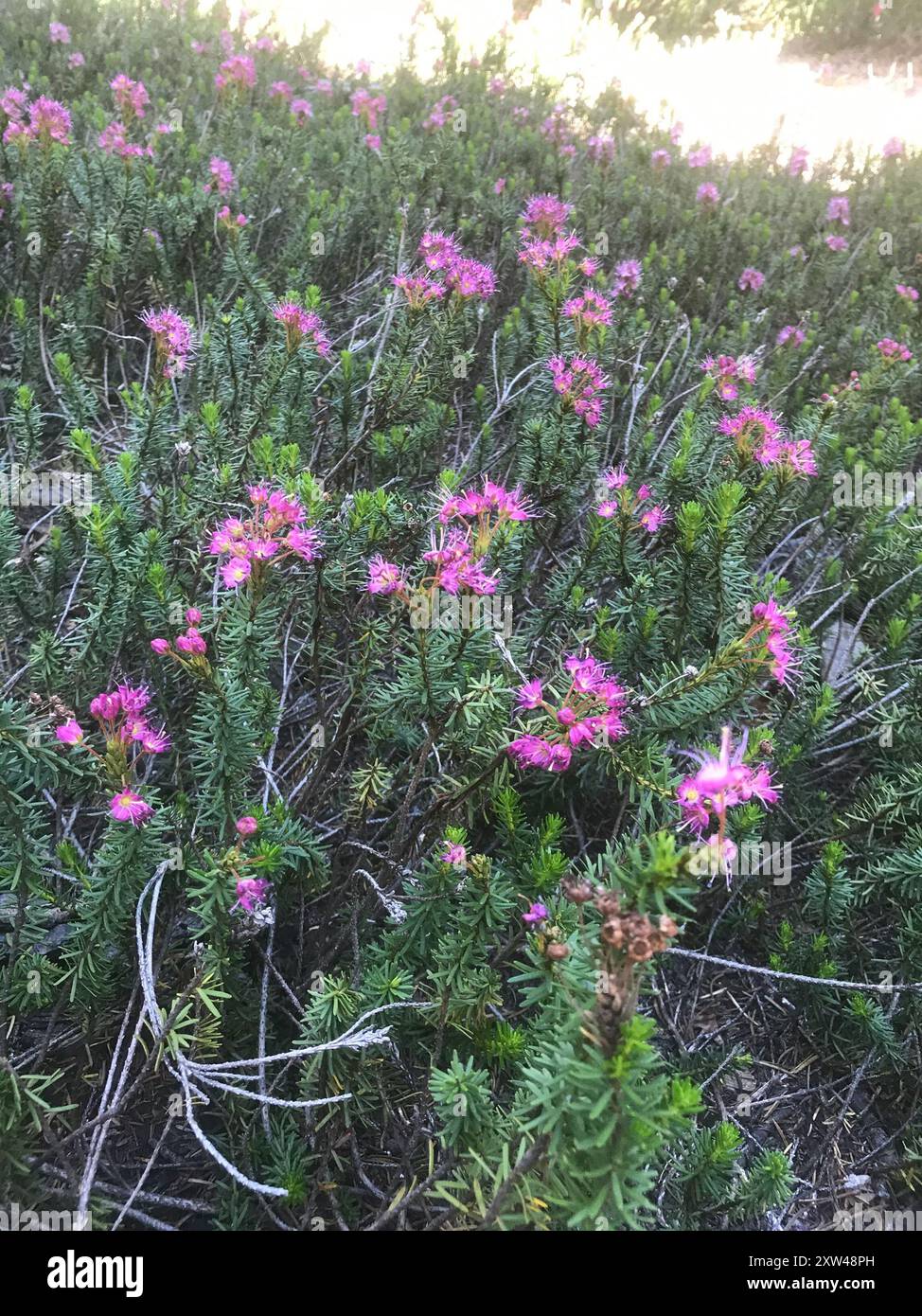 Purple Mountain-heath (Phyllodoce breweri) Plantae Stock Photo - Alamy