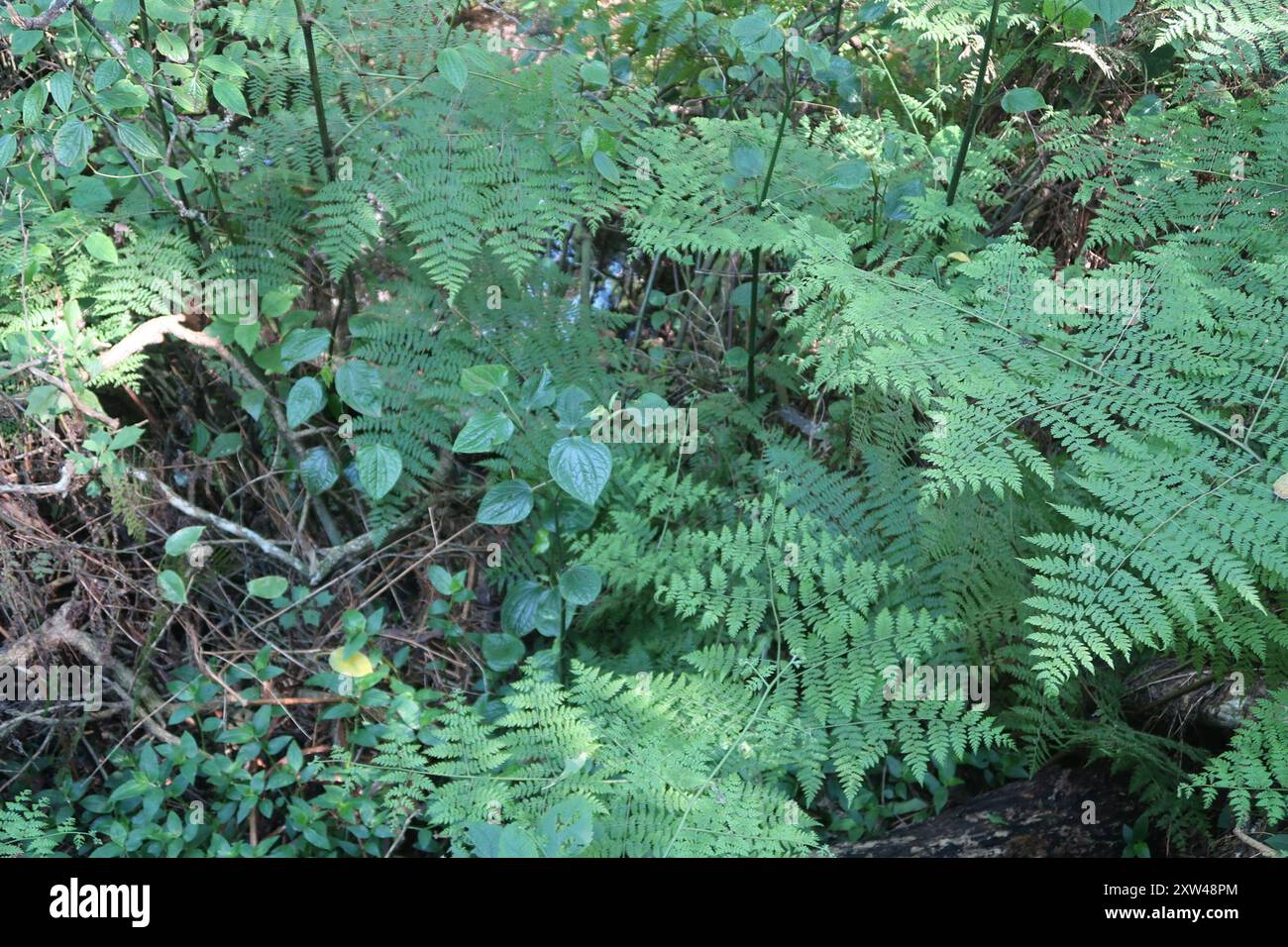 long pepper (Piper capense) Plantae Stock Photo - Alamy