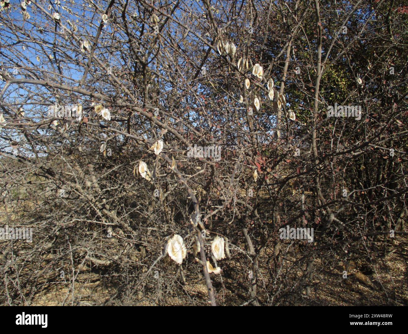 Purplepod clusterleaf (Terminalia prunioides) Plantae Stock Photo - Alamy