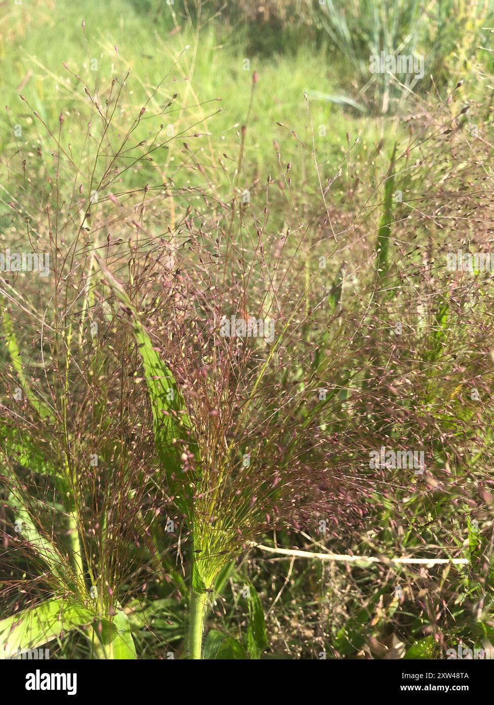 witch grass (Panicum capillare) Plantae Stock Photo - Alamy