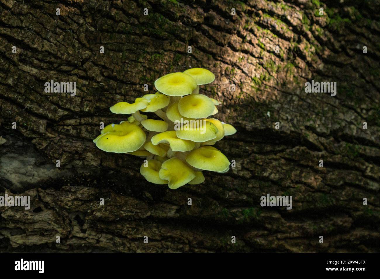 Golden Oyster Mushroom (Pleurotus citrinopileatus) Fungi Stock Photo ...