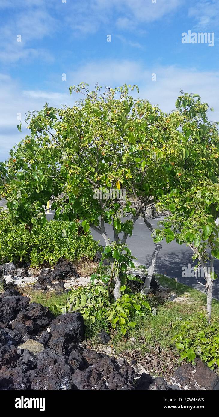 Kerosene Tree (Cordia subcordata) Plantae Stock Photo - Alamy