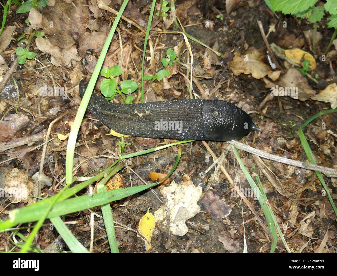 Ash-black Slug (Limax cinereoniger) Mollusca Stock Photo - Alamy