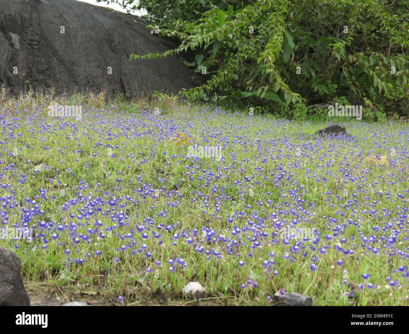 Utricularia reticulata hi-res stock photography and images - Alamy