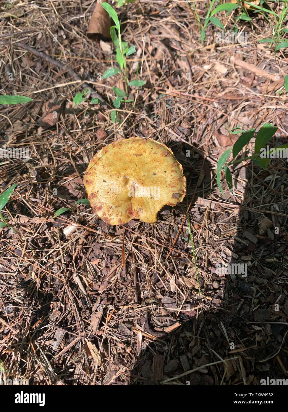 Chicken Fat Mushroom (Suillus americanus) Fungi Stock Photo - Alamy