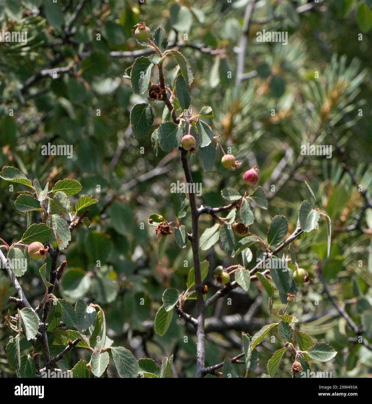 Utah Serviceberry (Amelanchier utahensis) Plantae Stock Photo - Alamy