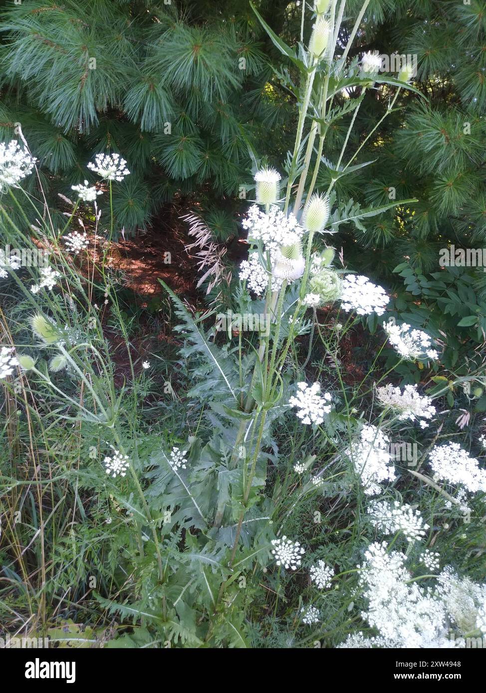 cutleaf teasel (Dipsacus laciniatus) Plantae Stock Photo - Alamy