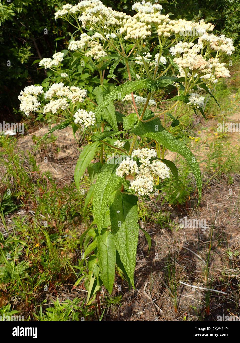 common boneset (Eupatorium perfoliatum) Plantae Stock Photo - Alamy