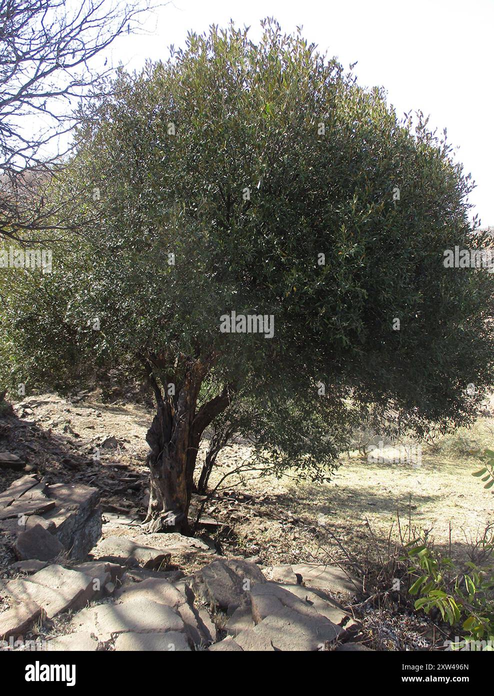 African olive olea europaea hi-res stock photography and images - Alamy