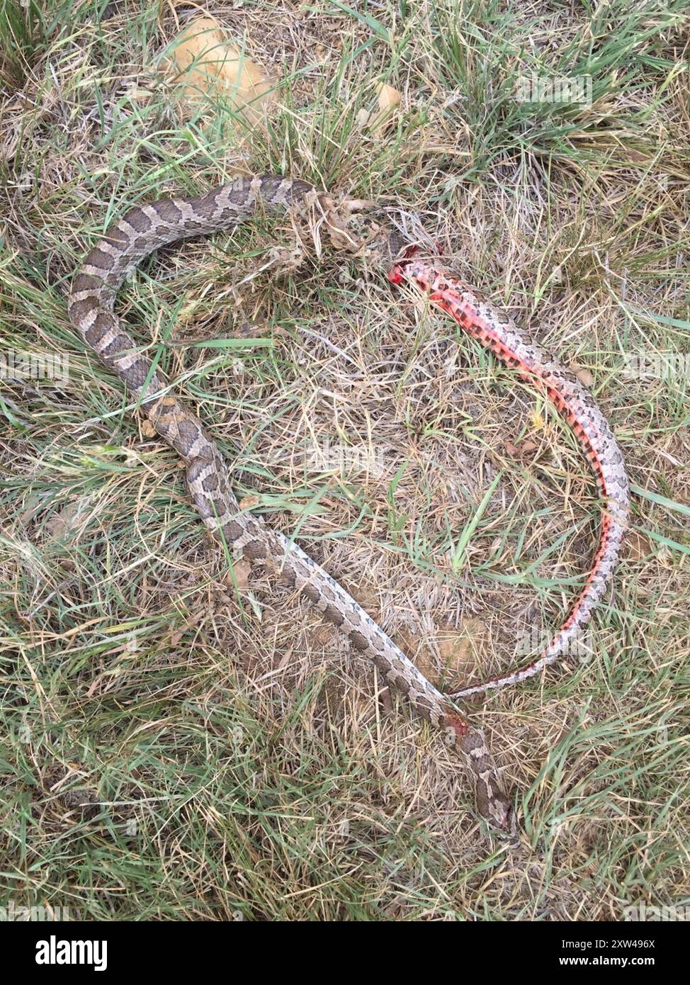 Great Plains Ratsnake (Pantherophis emoryi) Reptilia Stock Photo - Alamy