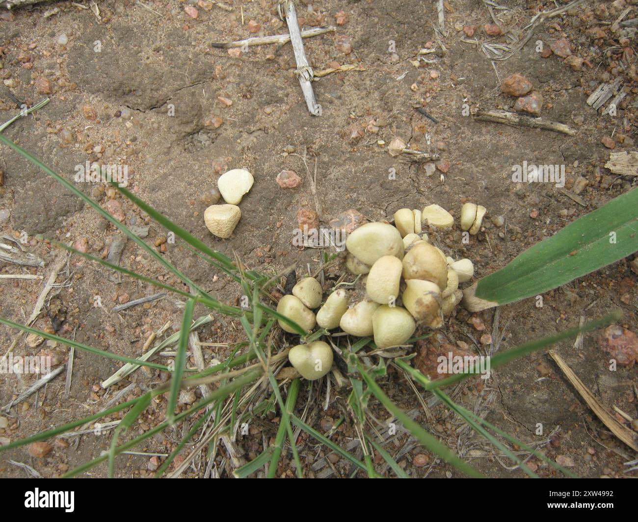 Veld Swamplily (Crinum lugardiae) Plantae Stock Photo - Alamy