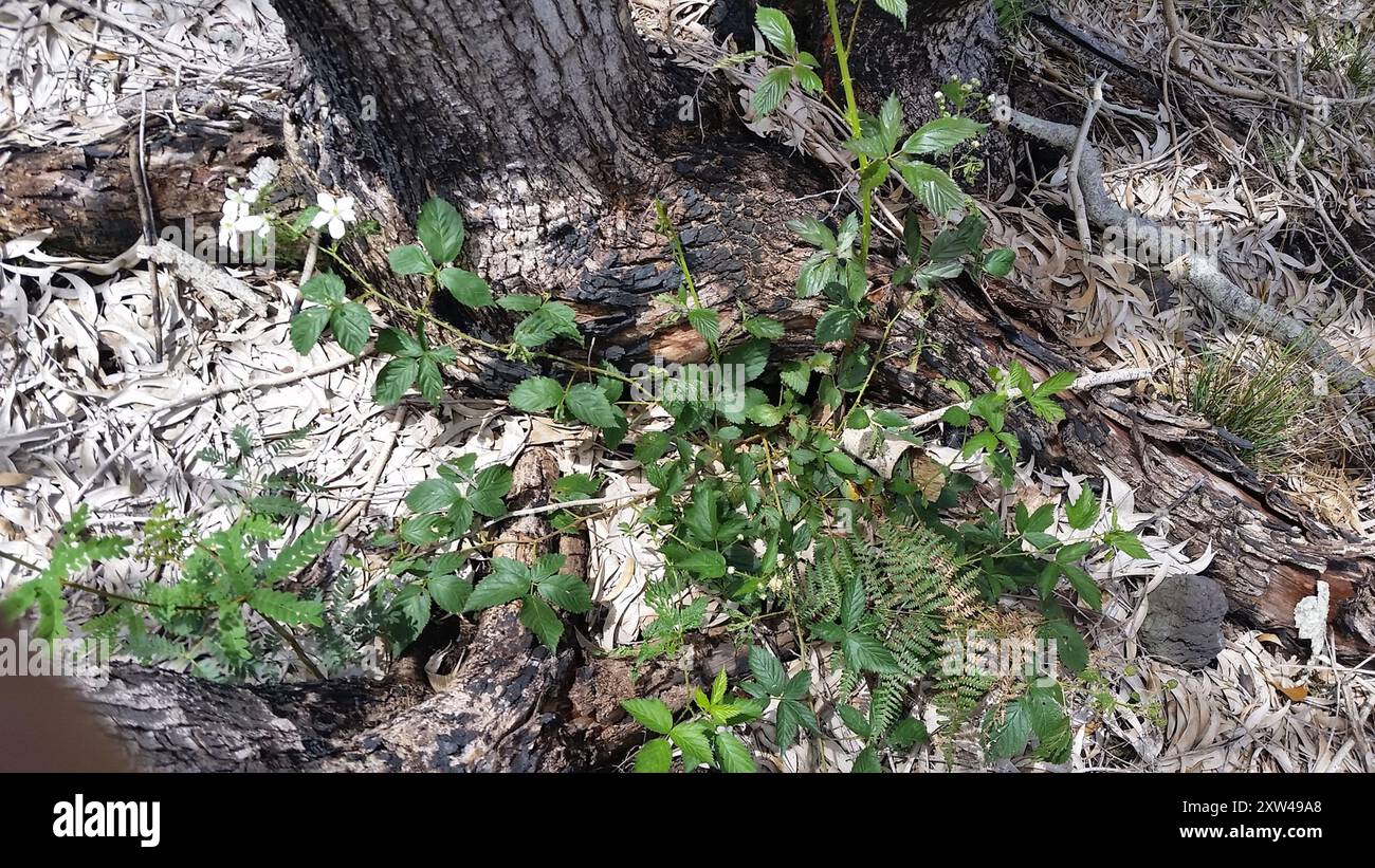 highbush blackberry (Rubus argutus) Plantae Stock Photo - Alamy
