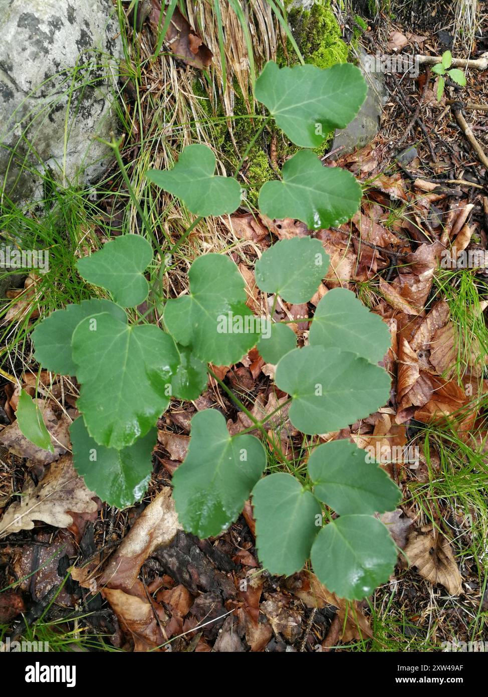 Broad-leaved Sermountain (Laserpitium latifolium) Plantae Stock Photo ...