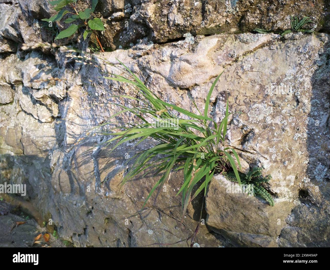 Wood Melick (Melica uniflora) Plantae Stock Photo - Alamy