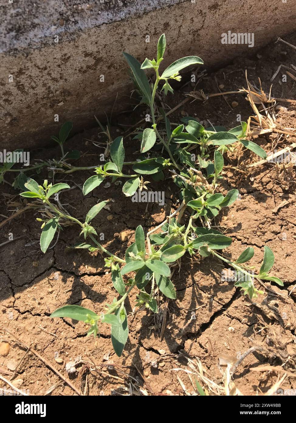 Low Silverbush (Ditaxis humilis) Plantae Stock Photo - Alamy