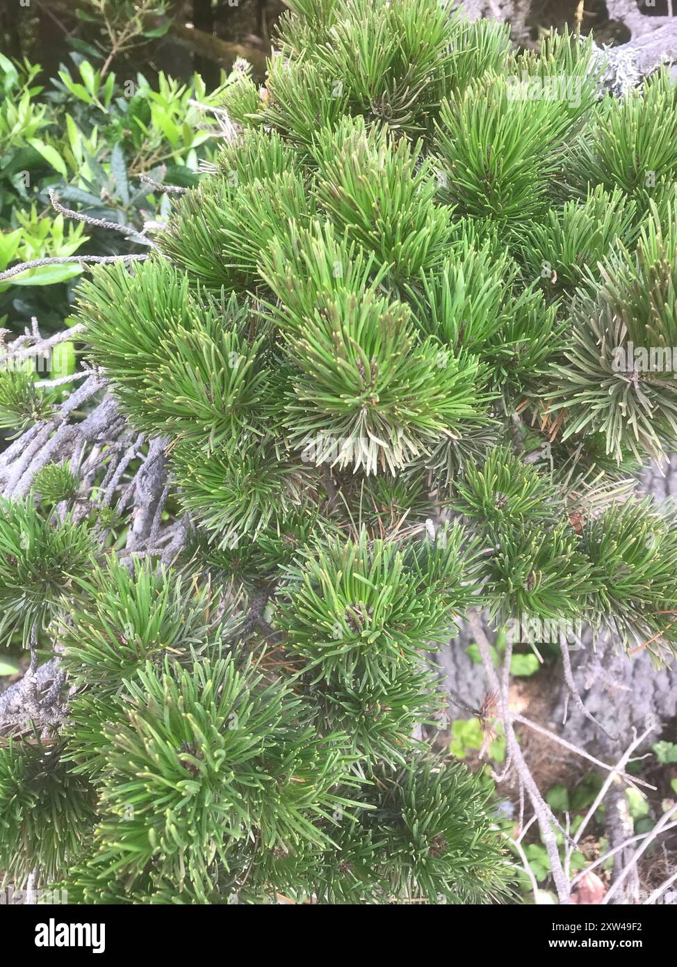Shore Pine (Pinus contorta contorta) Plantae Stock Photo - Alamy