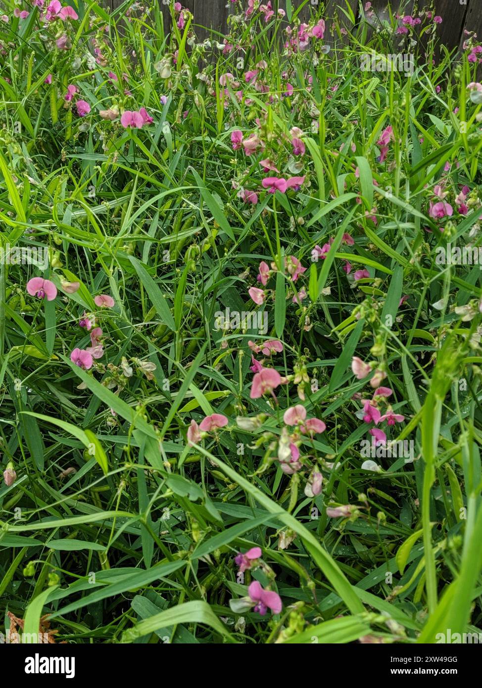 Narrow-leaved Everlasting-pea (Lathyrus sylvestris) Plantae Stock Photo ...