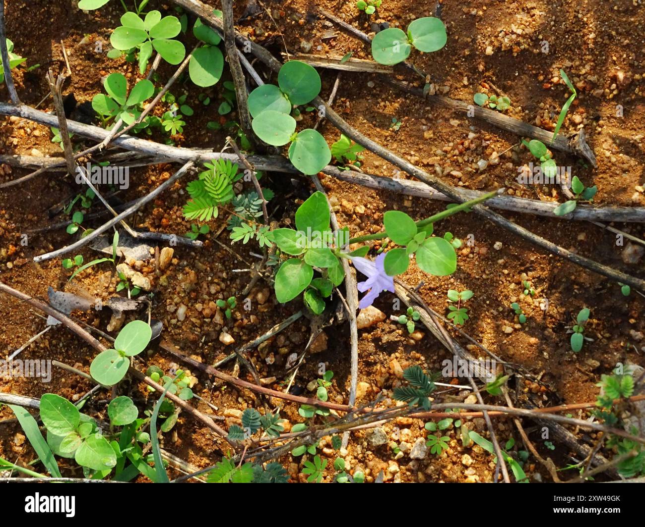 popping pod (Ruellia tuberosa) Plantae Stock Photo - Alamy