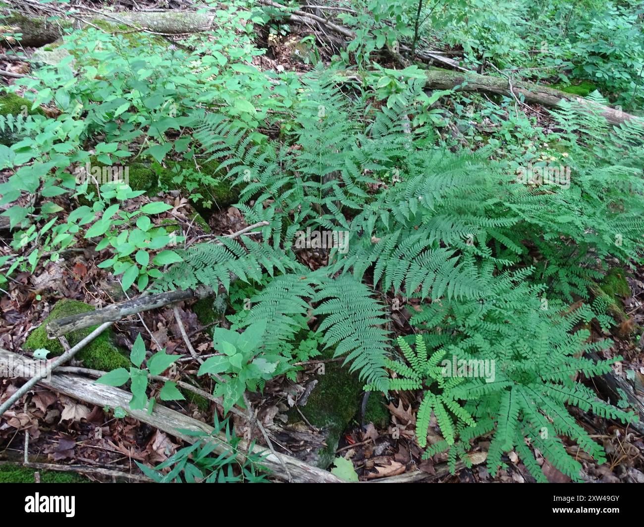 marginal wood fern (Dryopteris marginalis) Plantae Stock Photo - Alamy