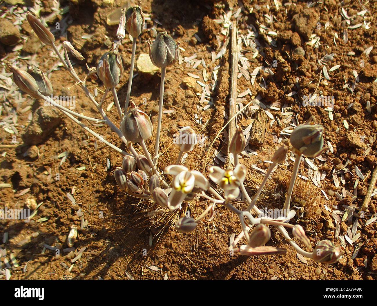 Thick Slime-lily (Albuca setosa) Plantae Stock Photo - Alamy