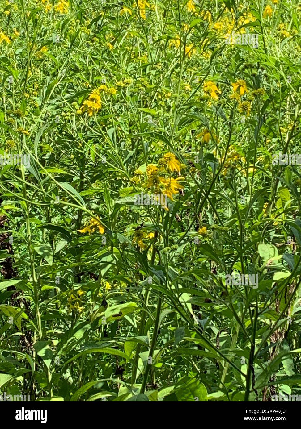 Wingstem (Verbesina alternifolia) Plantae Stock Photo - Alamy