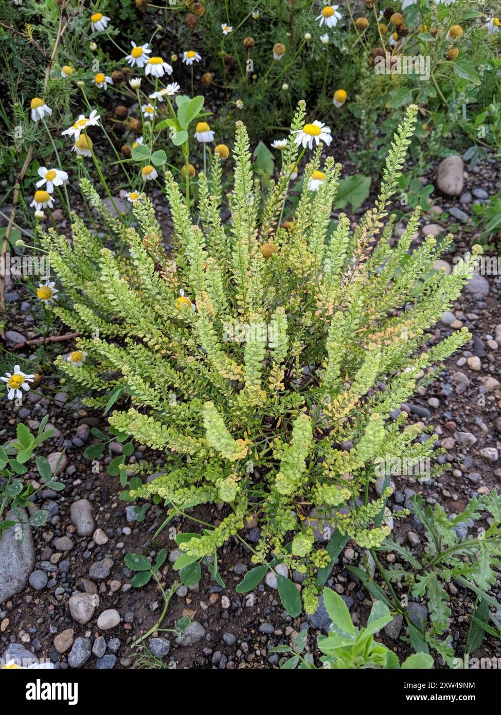 vascular plants (Tracheophyta) Plantae Stock Photo - Alamy