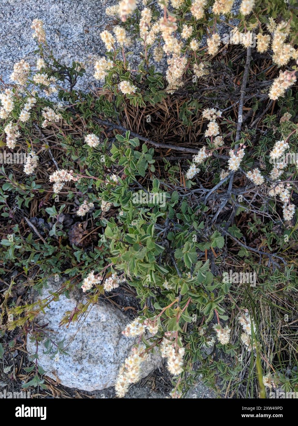 Small-leaf Cream Bush (Holodiscus discolor microphyllus) Plantae Stock ...