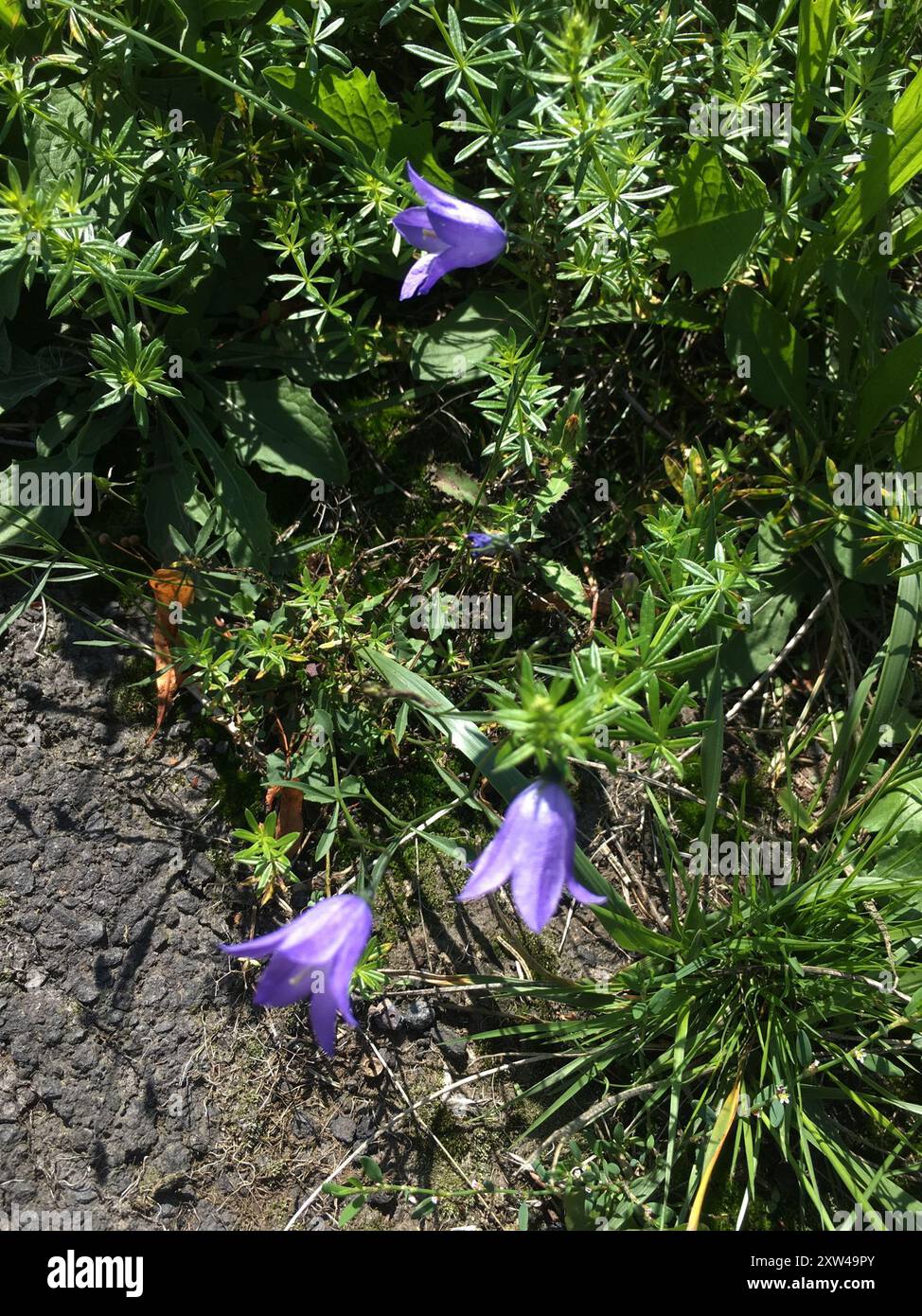 Common Harebell (Campanula rotundifolia) Plantae Stock Photo - Alamy