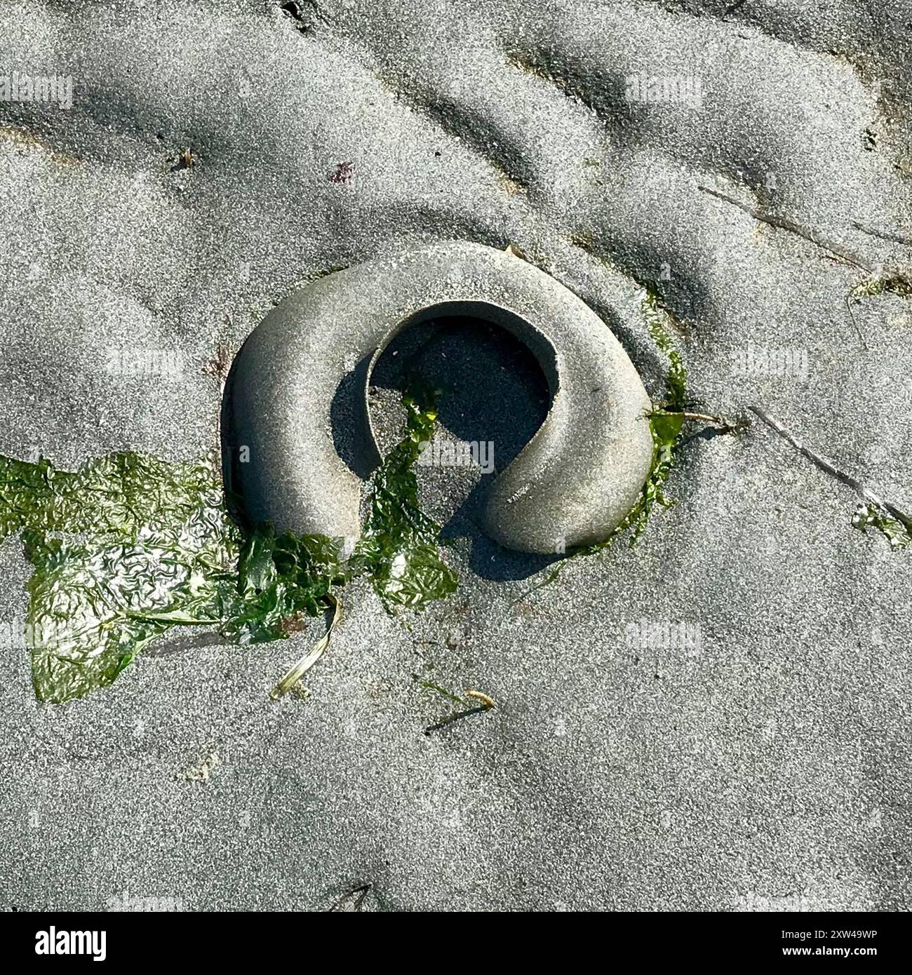 Lewis's Moon Snail (Neverita lewisii) Mollusca Stock Photo - Alamy
