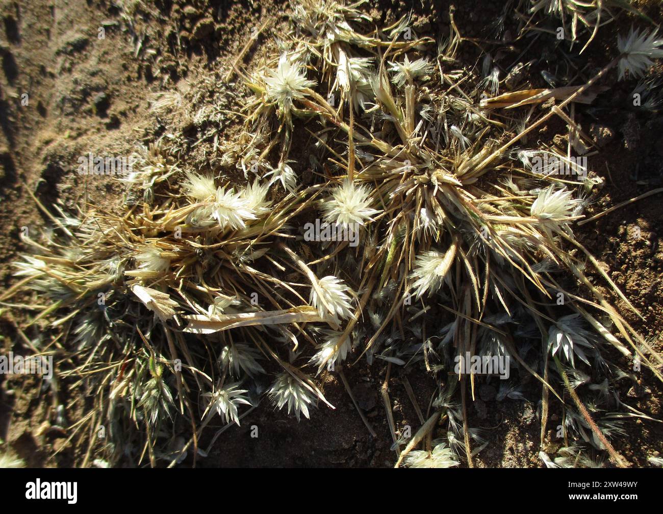 grasses (Poaceae) Plantae Stock Photo - Alamy