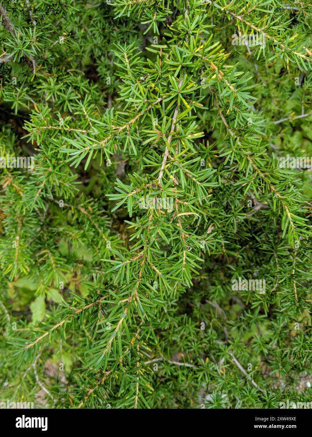 mountain hemlock (Tsuga mertensiana) Plantae Stock Photo - Alamy