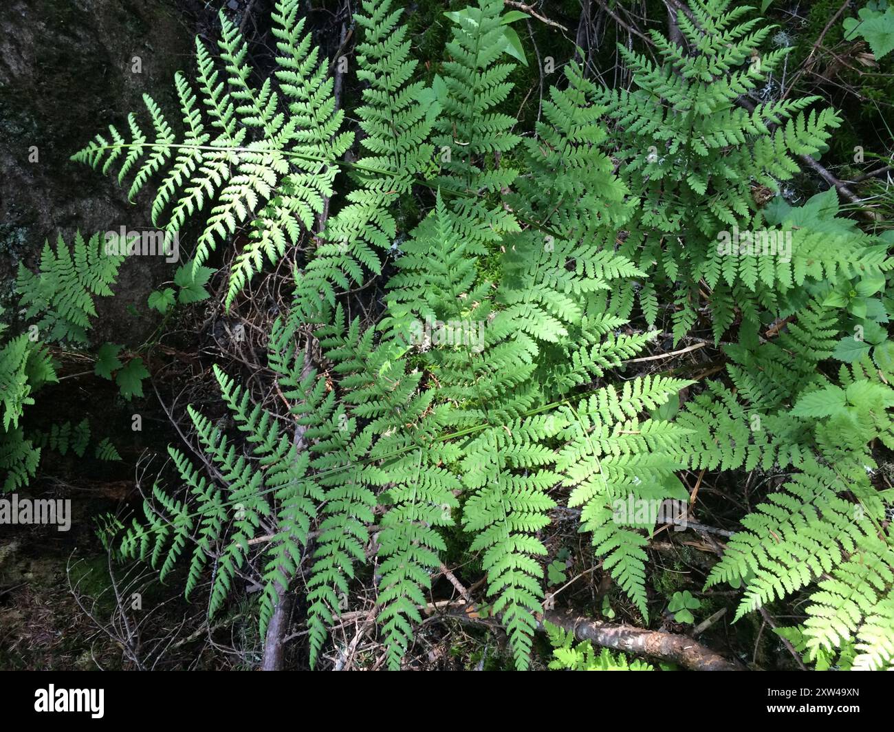 mountain wood fern (Dryopteris campyloptera) Plantae Stock Photo - Alamy