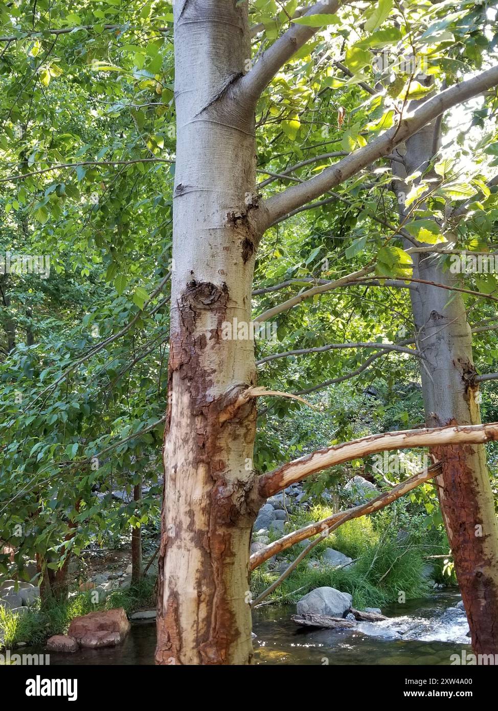 Arizona alder (Alnus oblongifolia) Plantae Stock Photo - Alamy