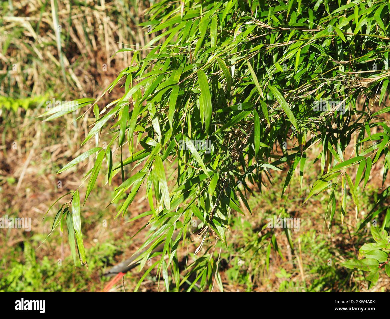 Yushania hi-res stock photography and images - Alamy