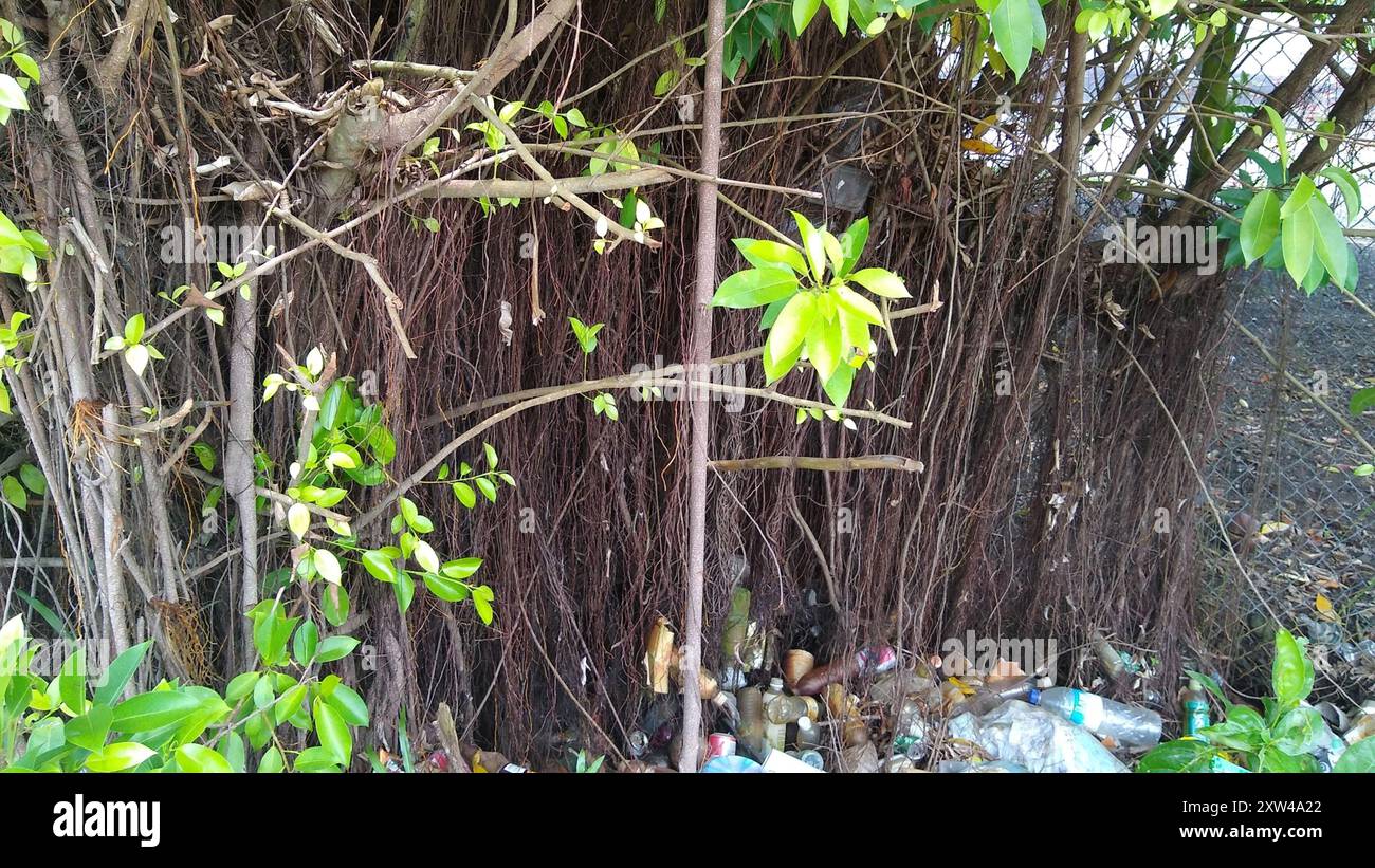Pacific Banyan (Ficus prolixa) Plantae Stock Photo - Alamy