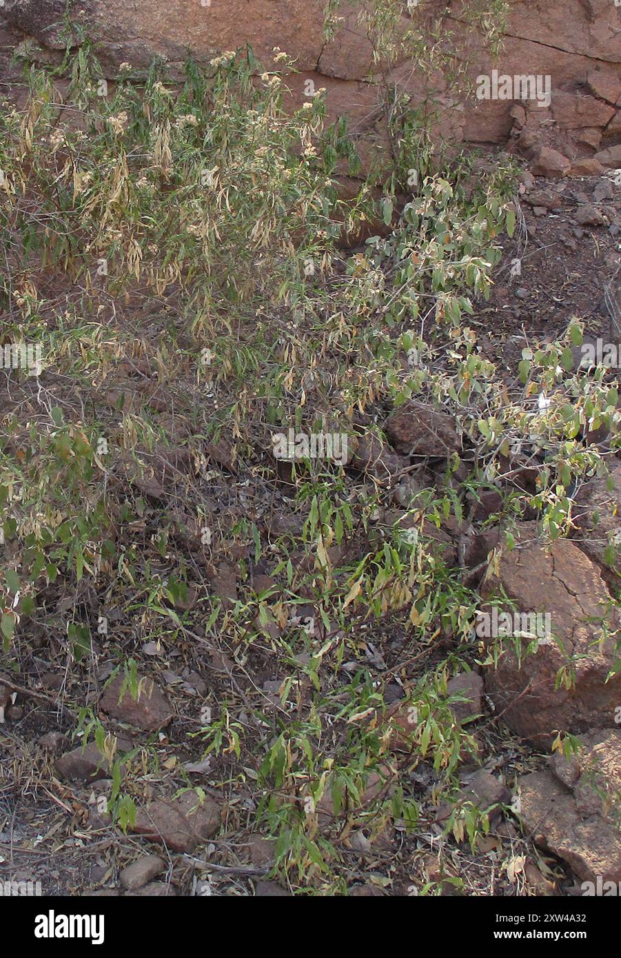 Sticky Psiadia (Psiadia punctulata) Plantae Stock Photo - Alamy
