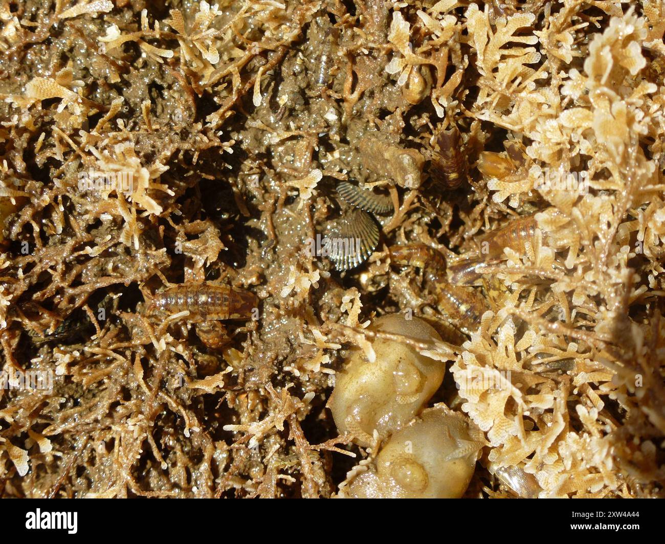 Hooked Mussel (Ischadium recurvum) Mollusca Stock Photo - Alamy