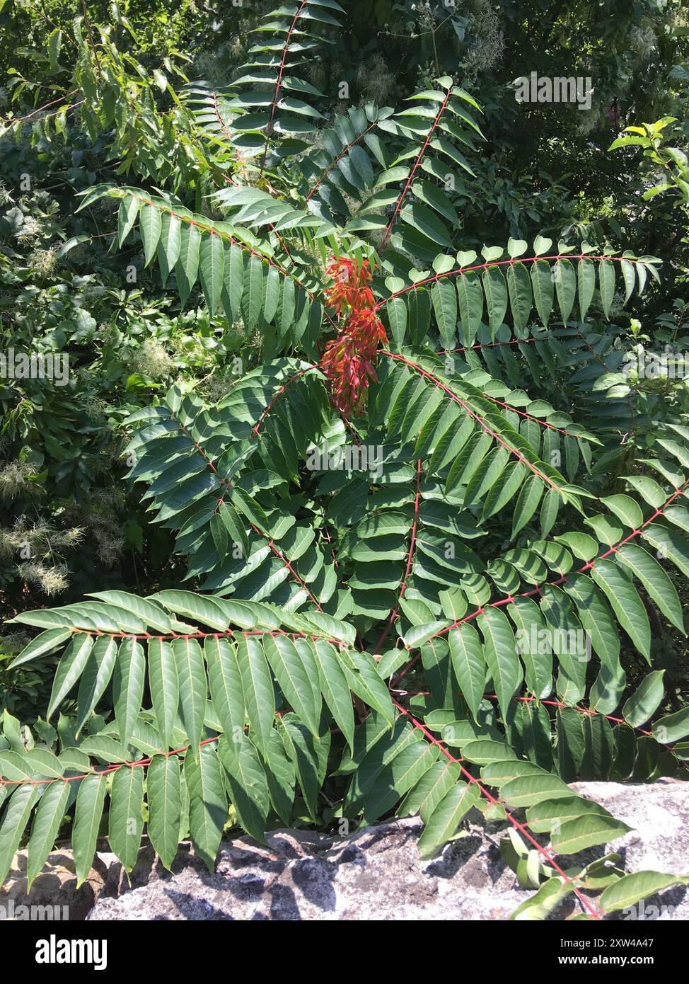 tree-of-heaven (Ailanthus altissima) Plantae Stock Photo - Alamy