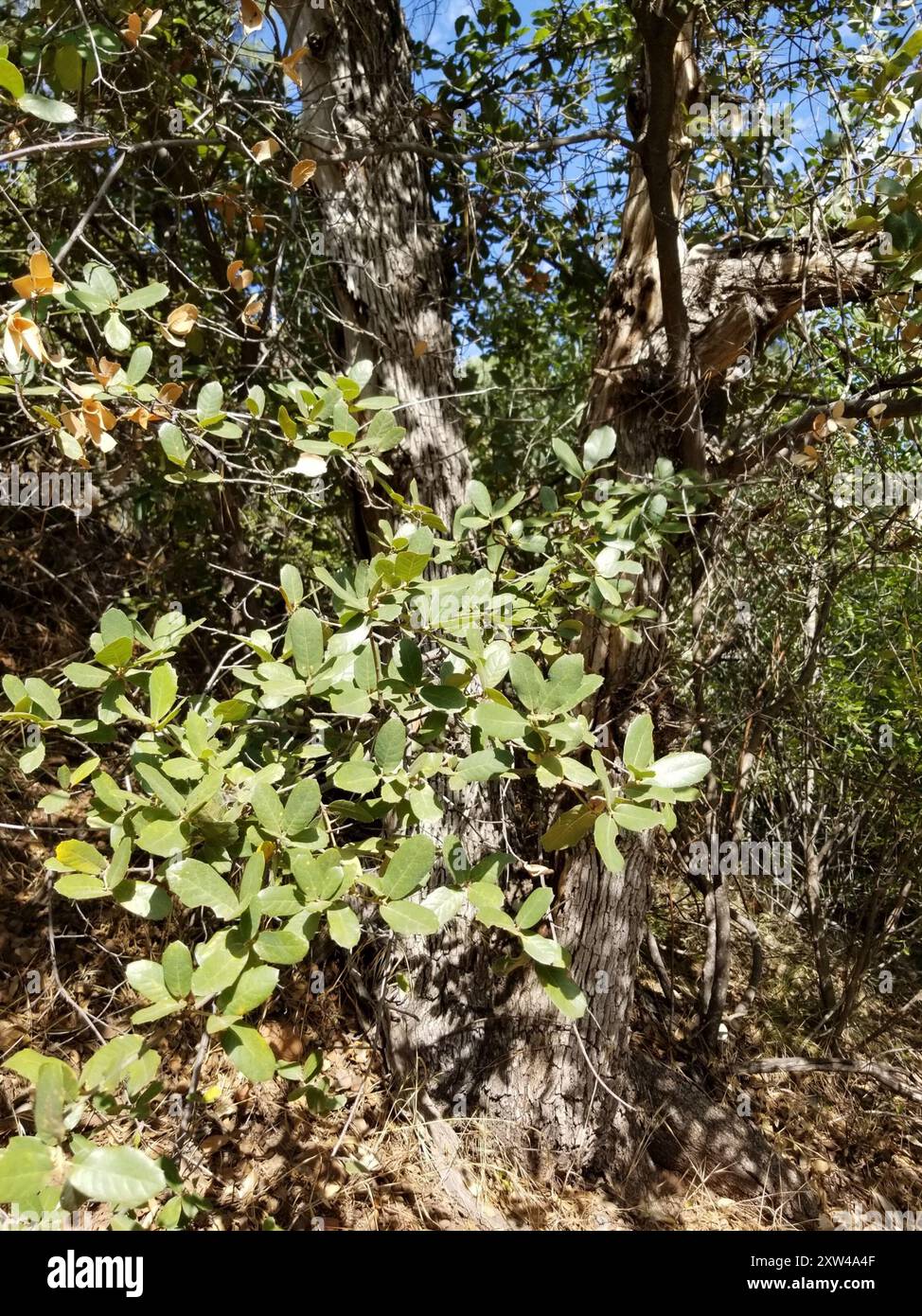 gray oak (Quercus grisea) Plantae Stock Photo - Alamy