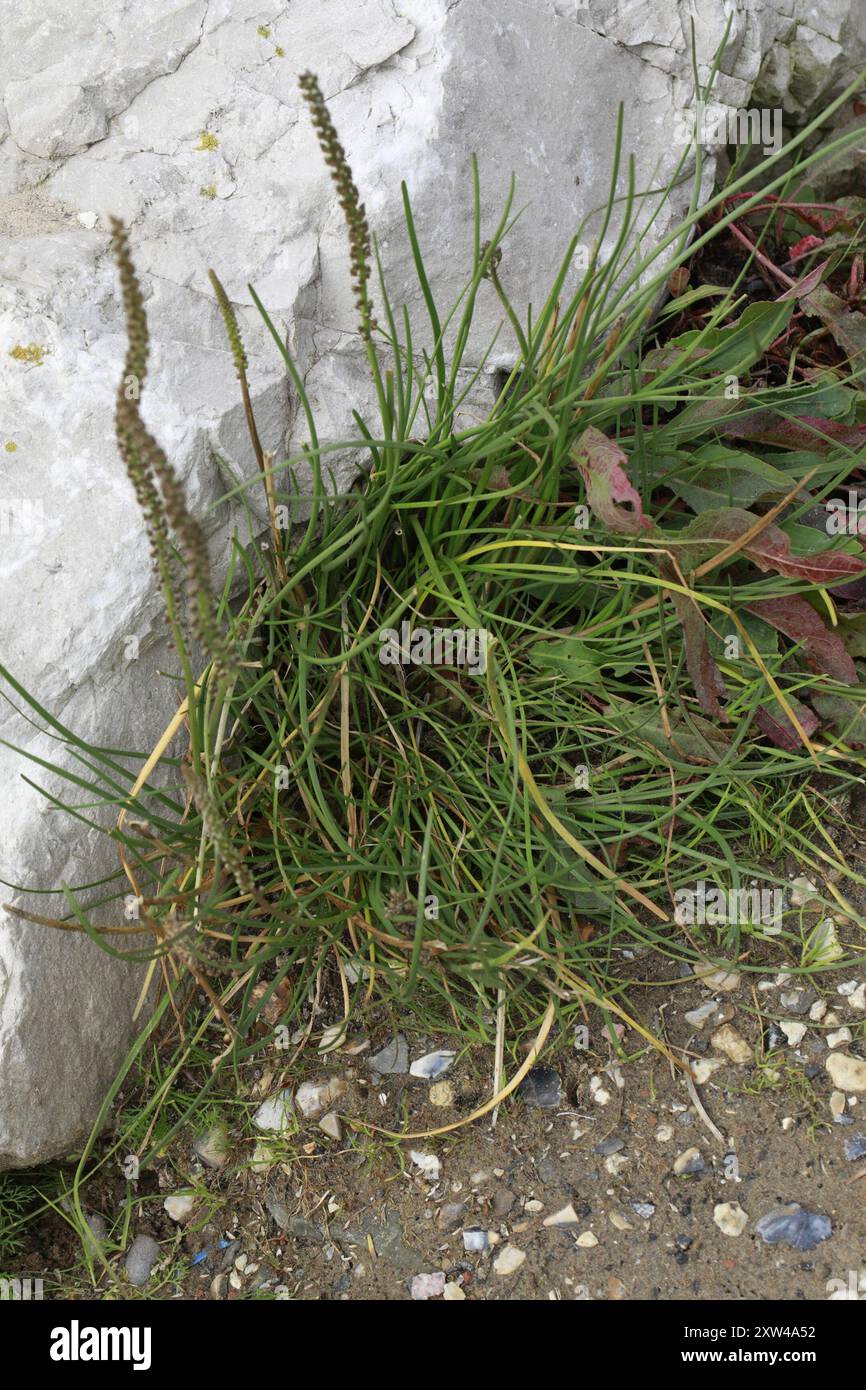 common arrowgrass (Triglochin maritima) Plantae Stock Photo - Alamy