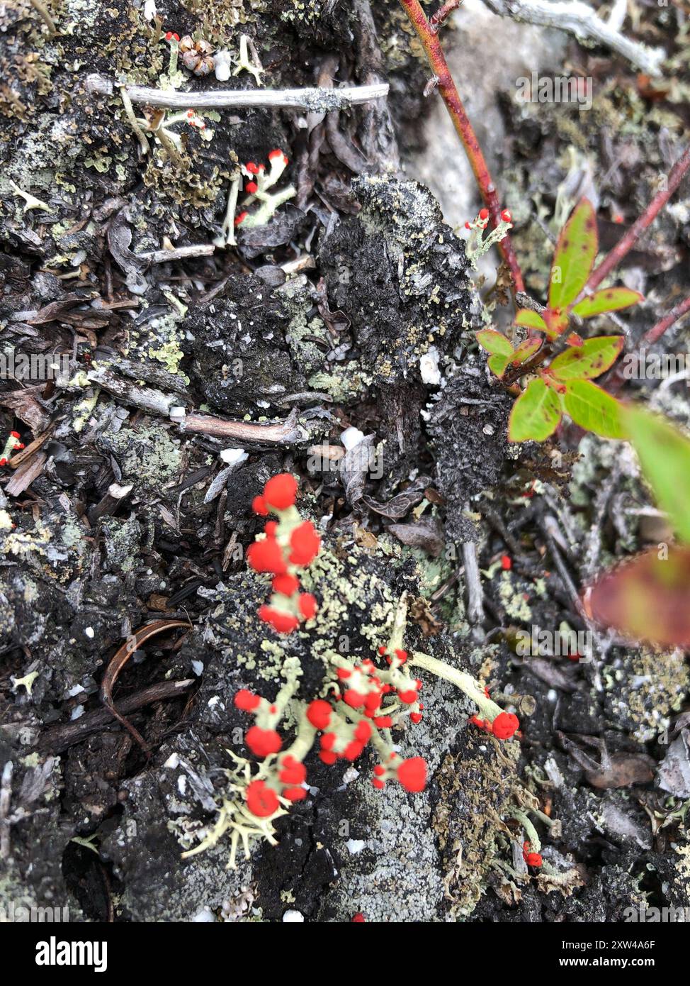 British soldier lichen (Cladonia cristatella) Fungi Stock Photo - Alamy