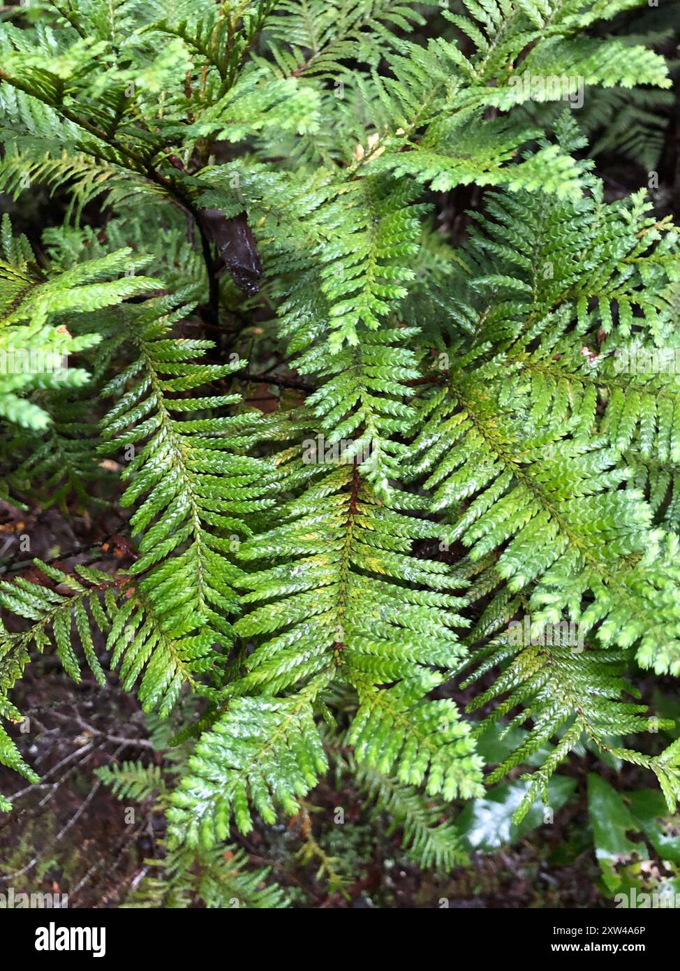 Kawaka libocedrus plumosa hi-res stock photography and images - Alamy