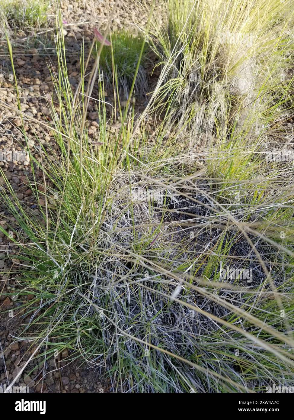 Blue Grama (Bouteloua gracilis) Plantae Stock Photo - Alamy