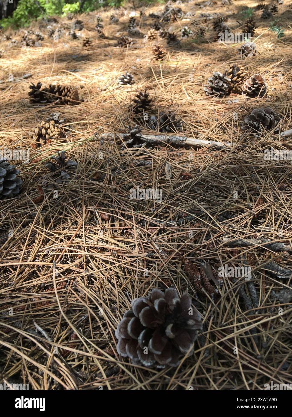 Crimean Pine (Pinus nigra pallasiana) Plantae Stock Photo - Alamy