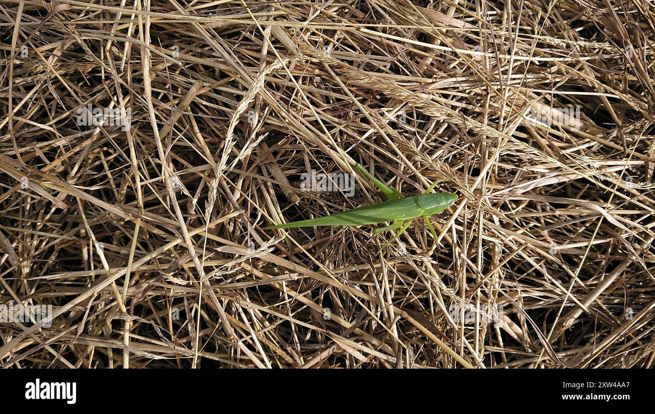 Large Conehead (Ruspolia nitidula) Insecta Stock Photo - Alamy