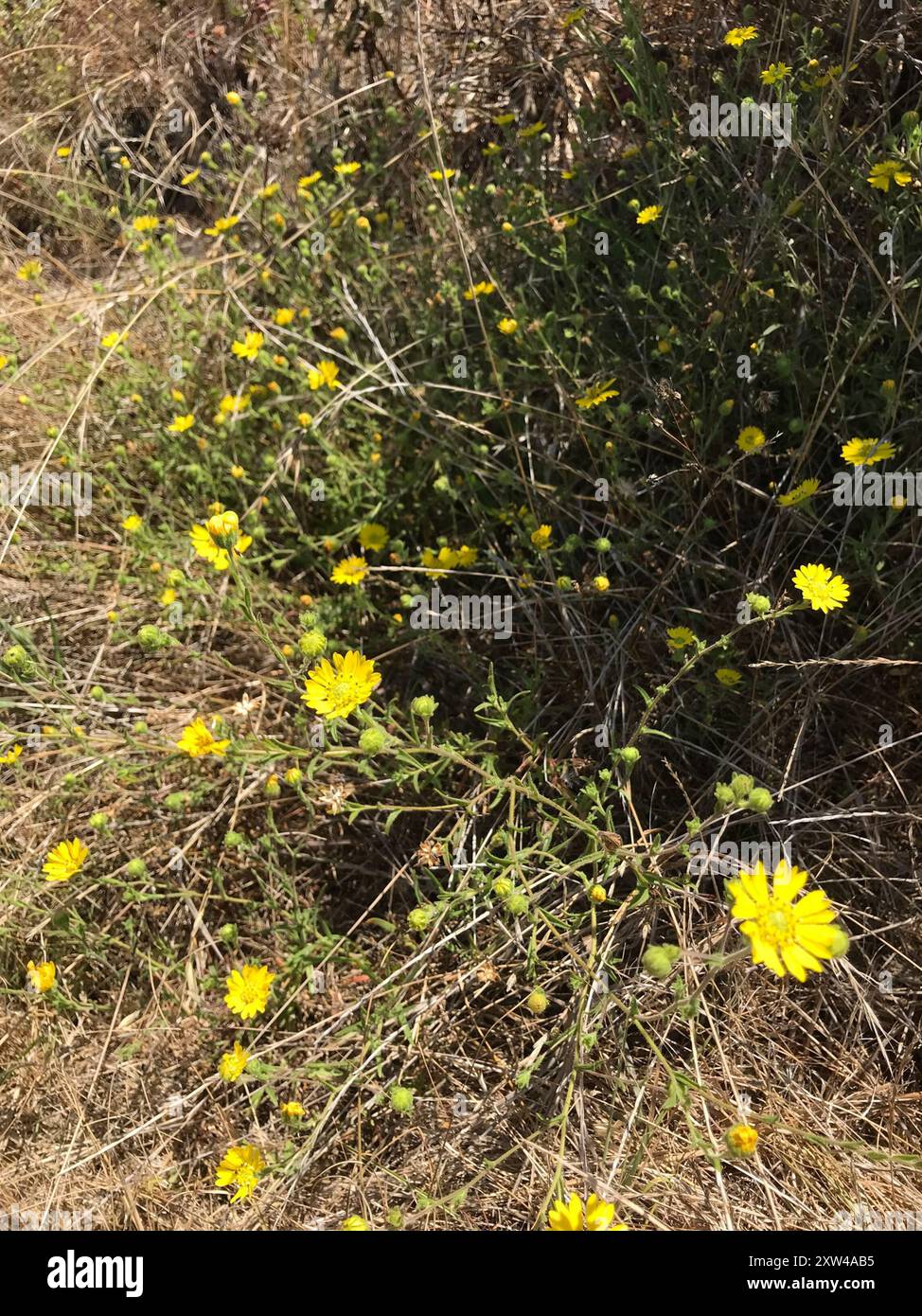 Yellow Hayfield Tarplant (Hemizonia congesta lutescens) Plantae Stock ...